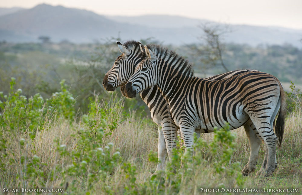 Zulu Nyala GR Photos – Images & Pictures