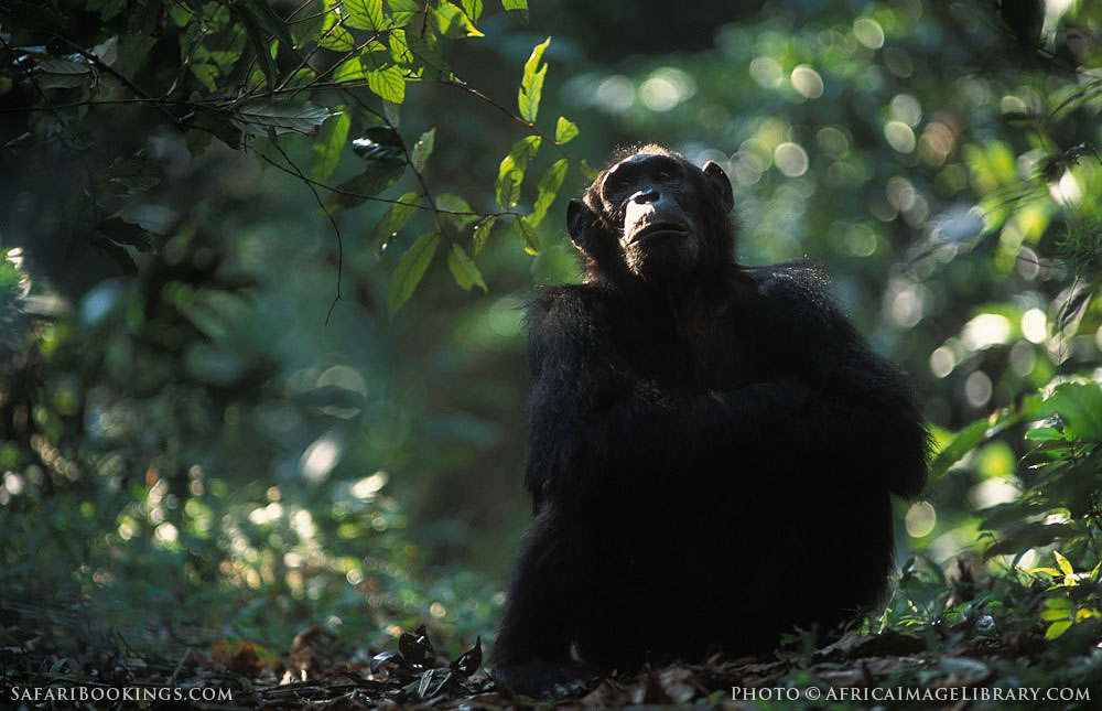 Gombe NP Photos – Images & Pictures