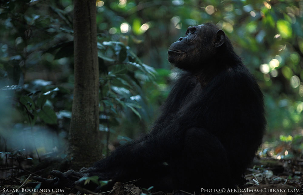 Gombe NP Photos – Images & Pictures