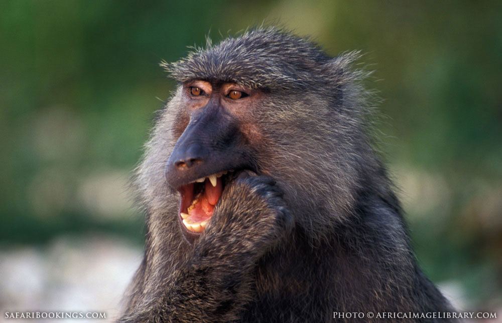 Gombe NP Photos – Images & Pictures