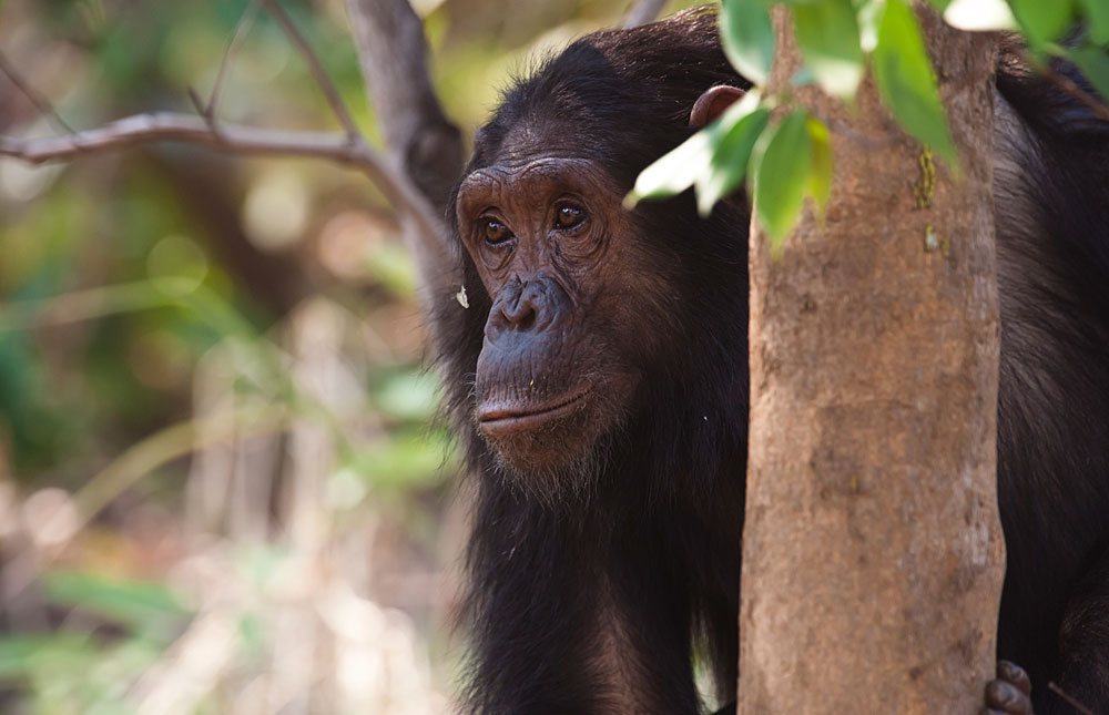 Gombe NP Photos – Images & Pictures