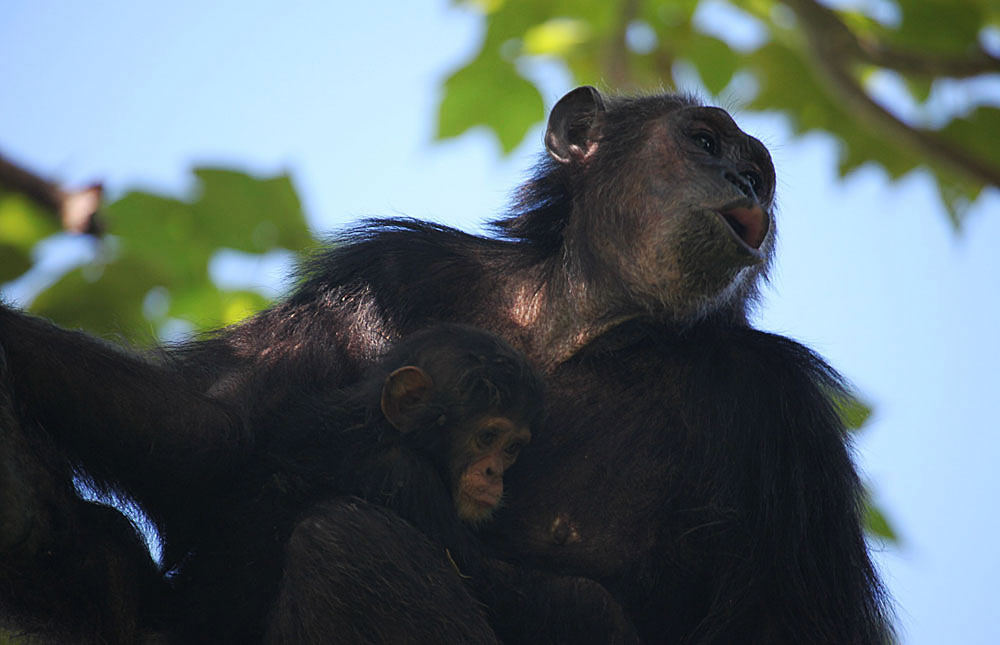 Gombe NP Photos – Images & Pictures