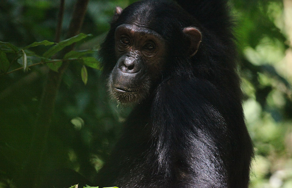 Gombe NP Photos – Images & Pictures