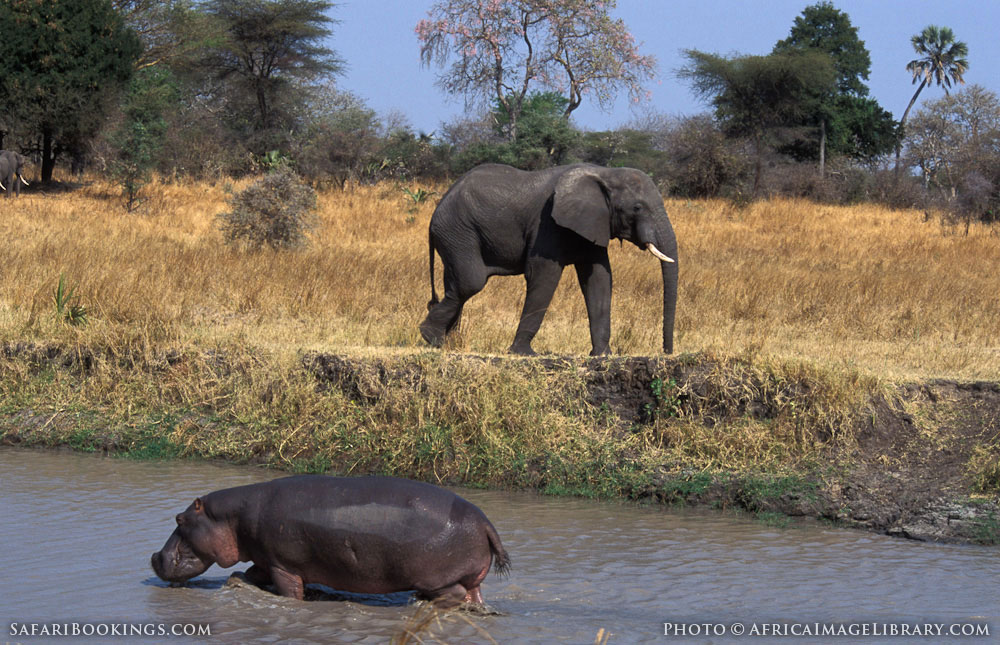 Katavi NP Photos – Images & Pictures