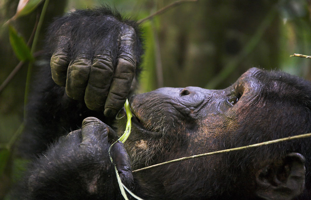 Mahale Mountains National Park – Travel Guide, Map & More!