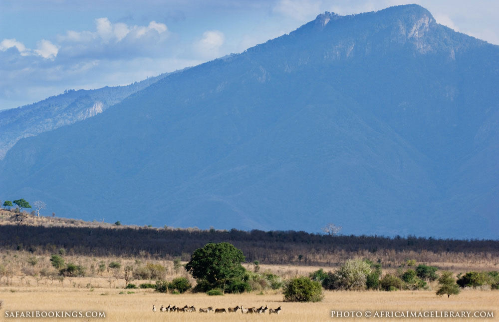 Mkomazi NP Photos – Images & Pictures