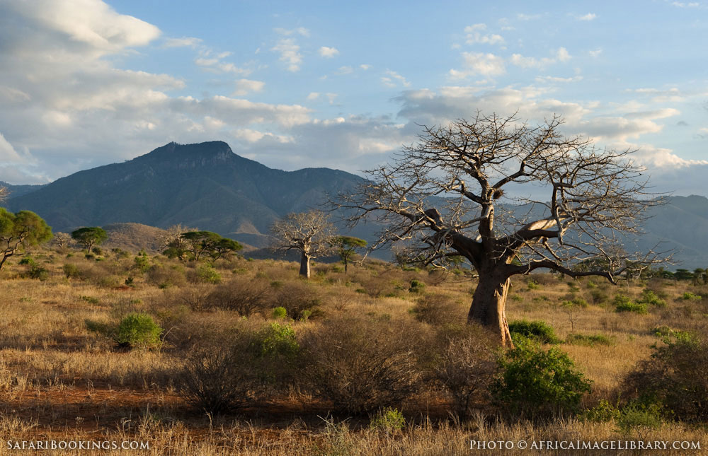 Mkomazi NP Photos – Images & Pictures