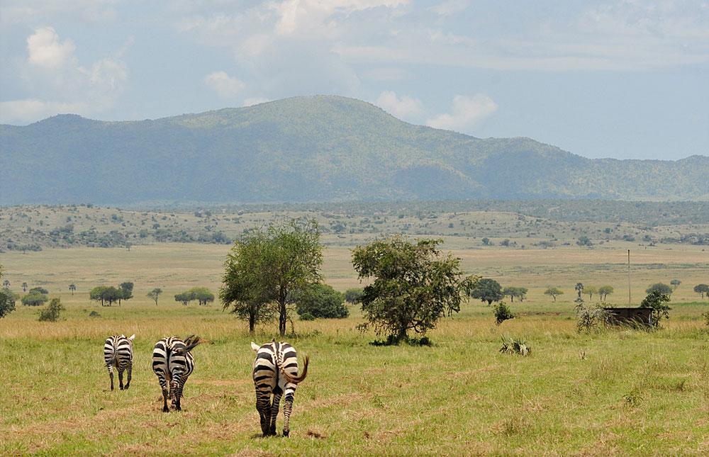Kidepo Valley National Park – Travel Guide, Map & More!