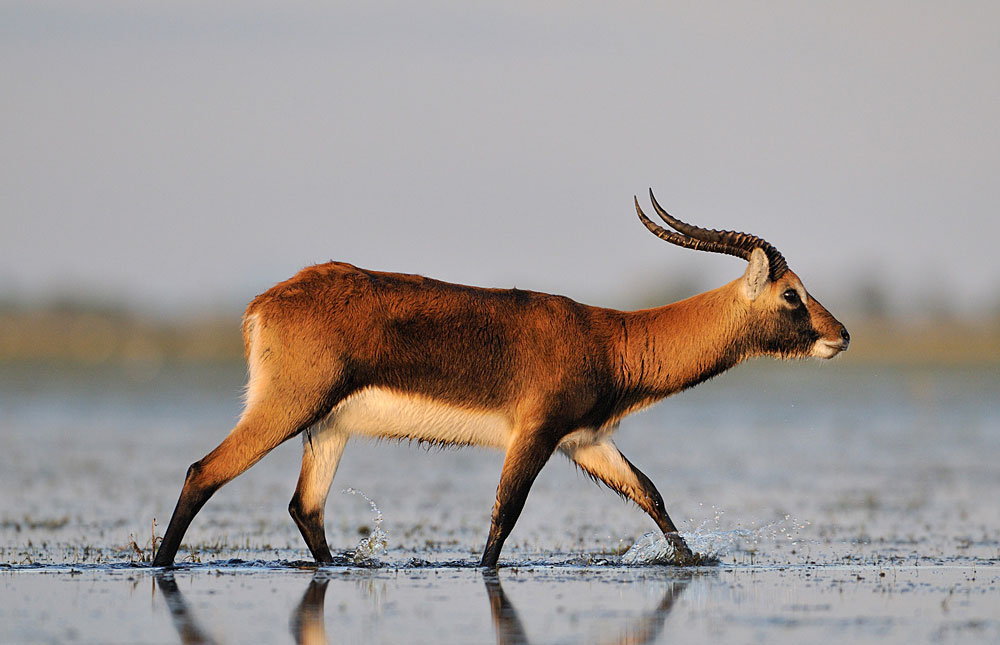 Bangweulu Wetlands Photos – Images & Pictures