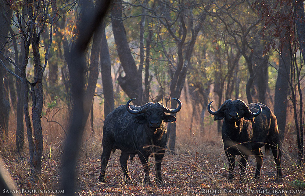 Kafue National Park – Travel Guide, Map & More!