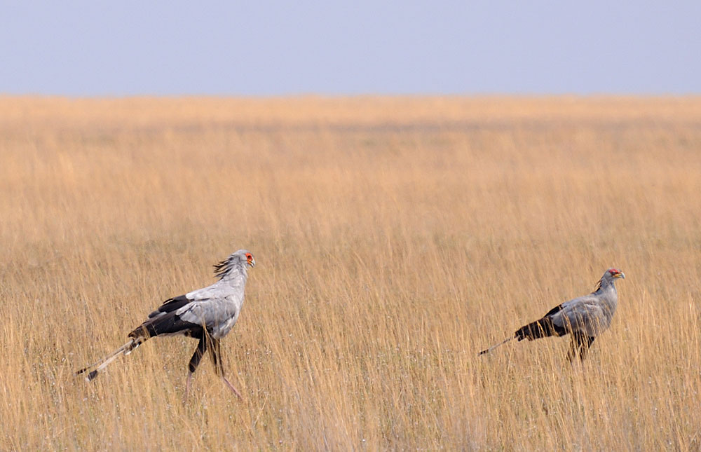 Liuwa Plain National Park – Travel Guide, Map & More!