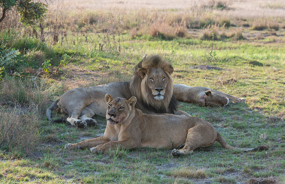 Liuwa Plain NP Photos – Images & Pictures