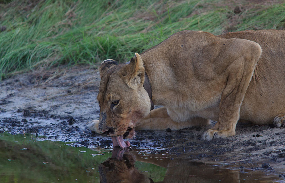 Liuwa Plain National Park – Travel Guide, Map & More!
