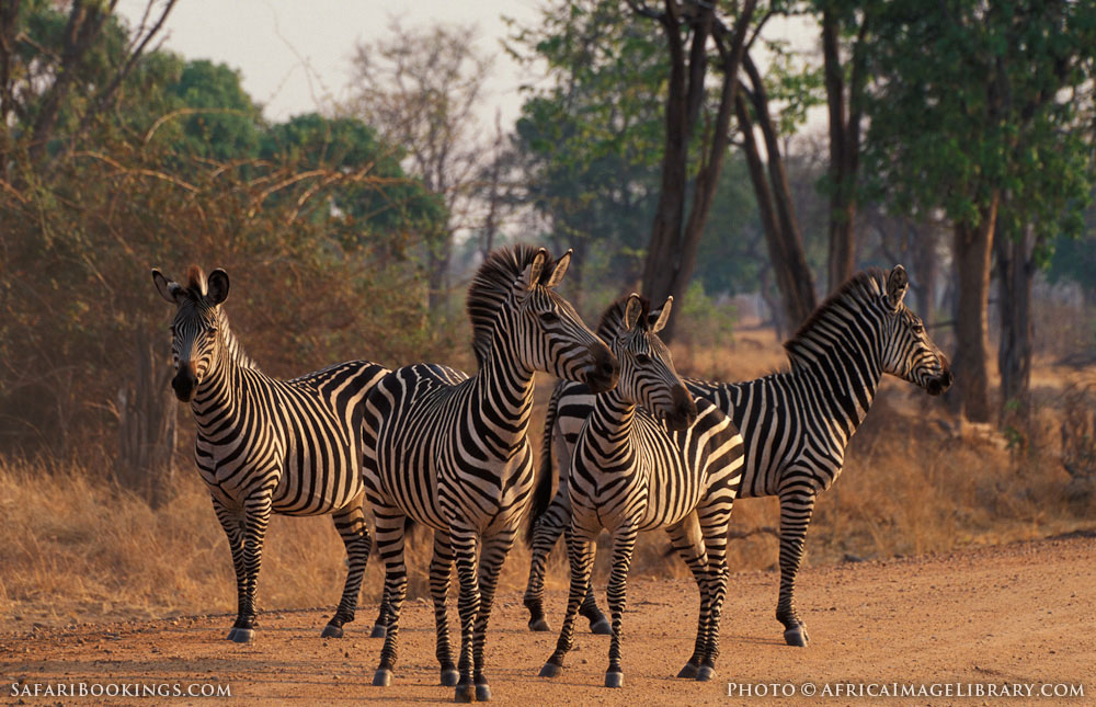 South Luangwa National Park – Travel Guide, Map & More!