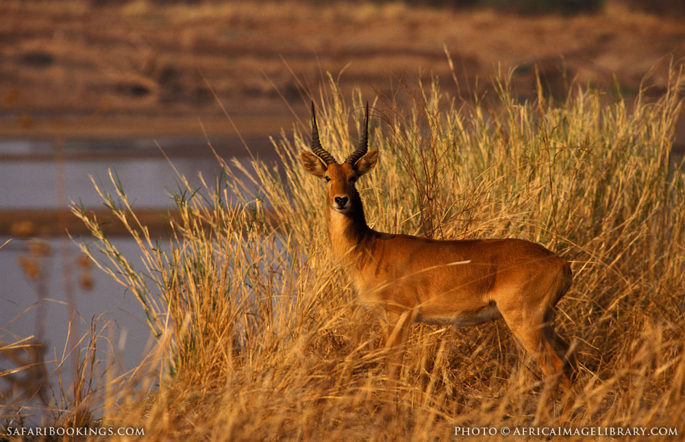 South Luangwa National Park – Travel Guide, Map & More!