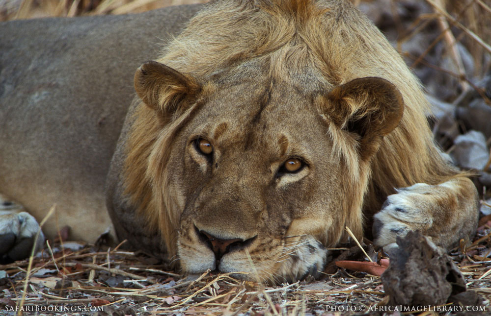 South Luangwa National Park – Travel Guide, Map & More!