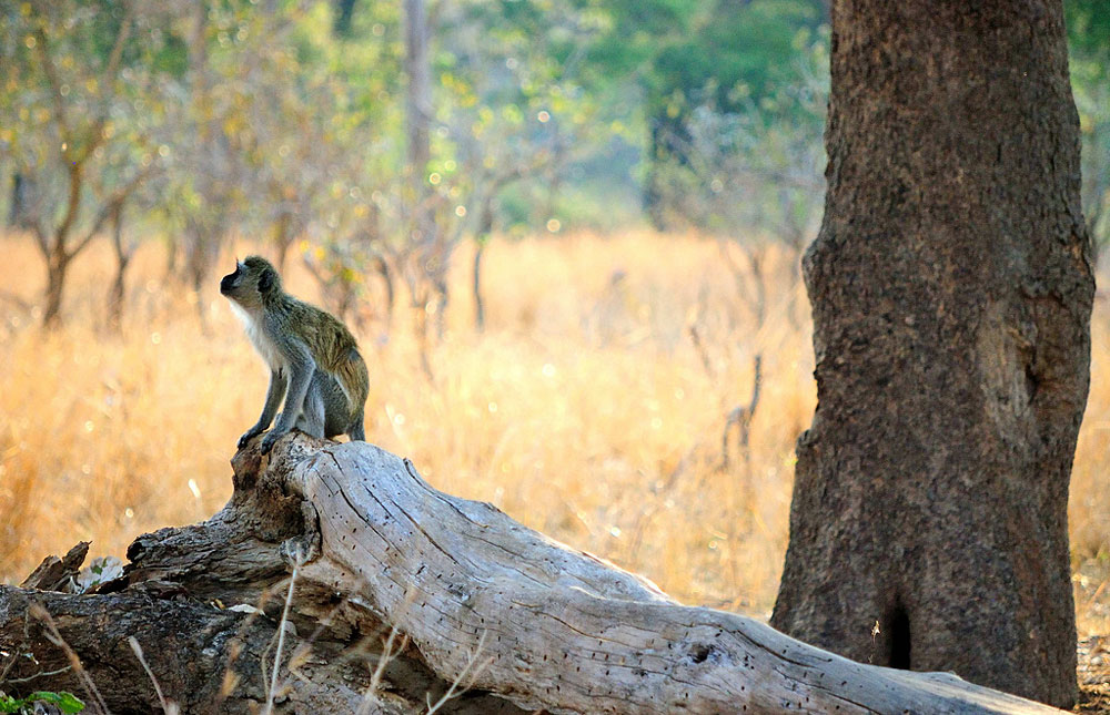 South Luangwa National Park – Travel Guide, Map & More!