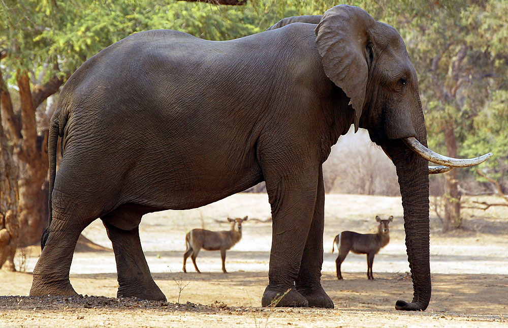 Mana Pools National Park – Travel Guide, Map & More!