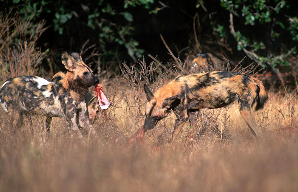 Mana Pools National Park – Travel Guide, Map & More!