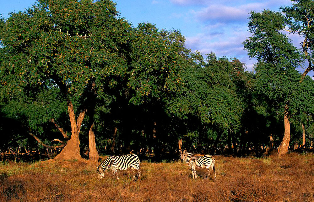 Mana Pools National Park – Travel Guide, Map & More!