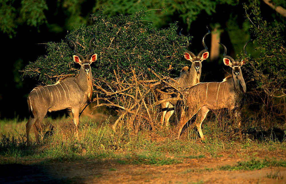 Mana Pools NP Wildlife Photos – Images & Pictures