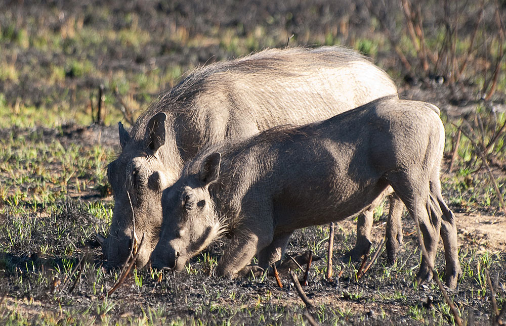 Matobo National Park – Travel Guide, Map & More!