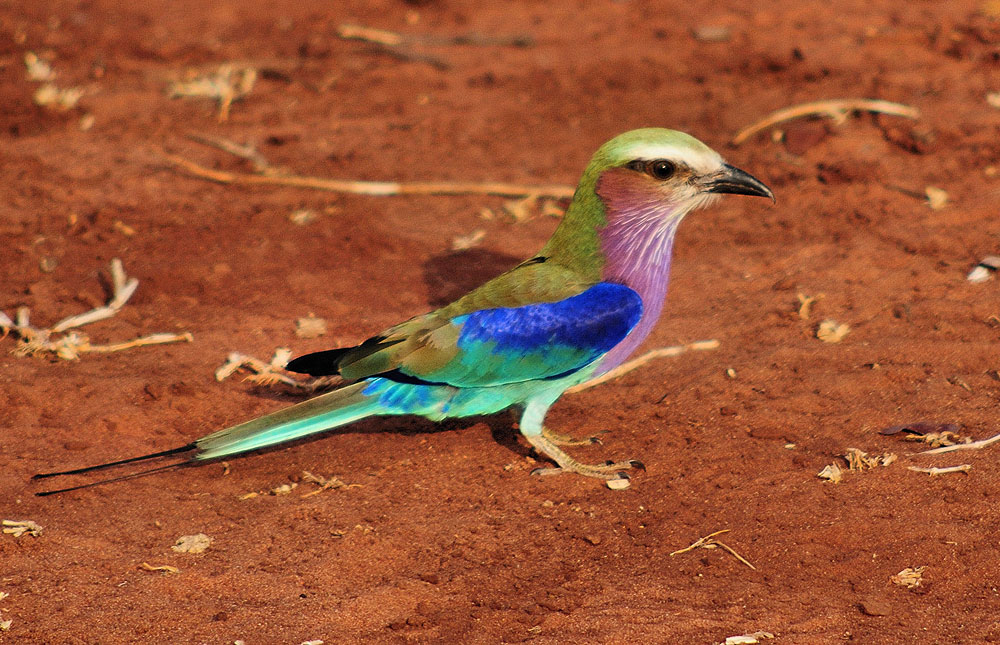 Matusadona National Park – Travel Guide, Map & More!