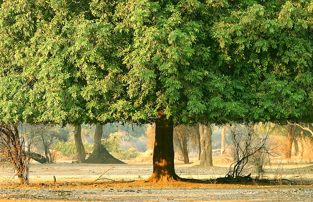 Zimbabwe Photos – Award winning images & pictures!