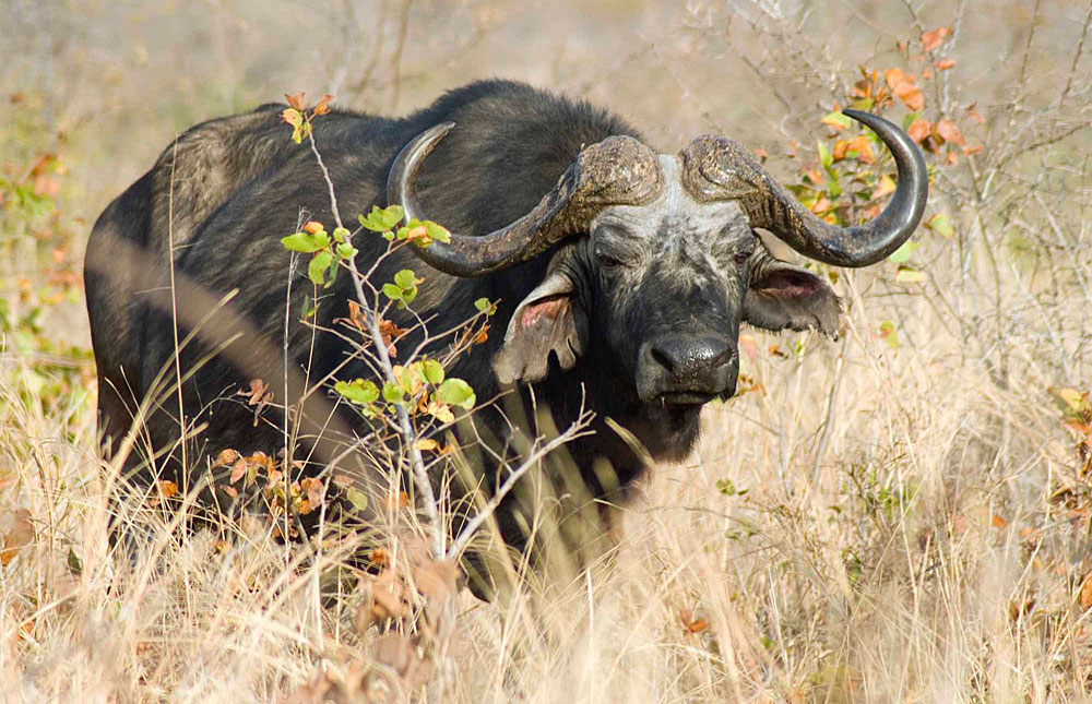 Zambezi NP Wildlife Photos – Images & Pictures