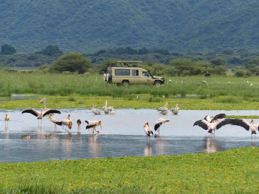 African Jambo Safaris (Tanzania) – Be the First to Write a Review